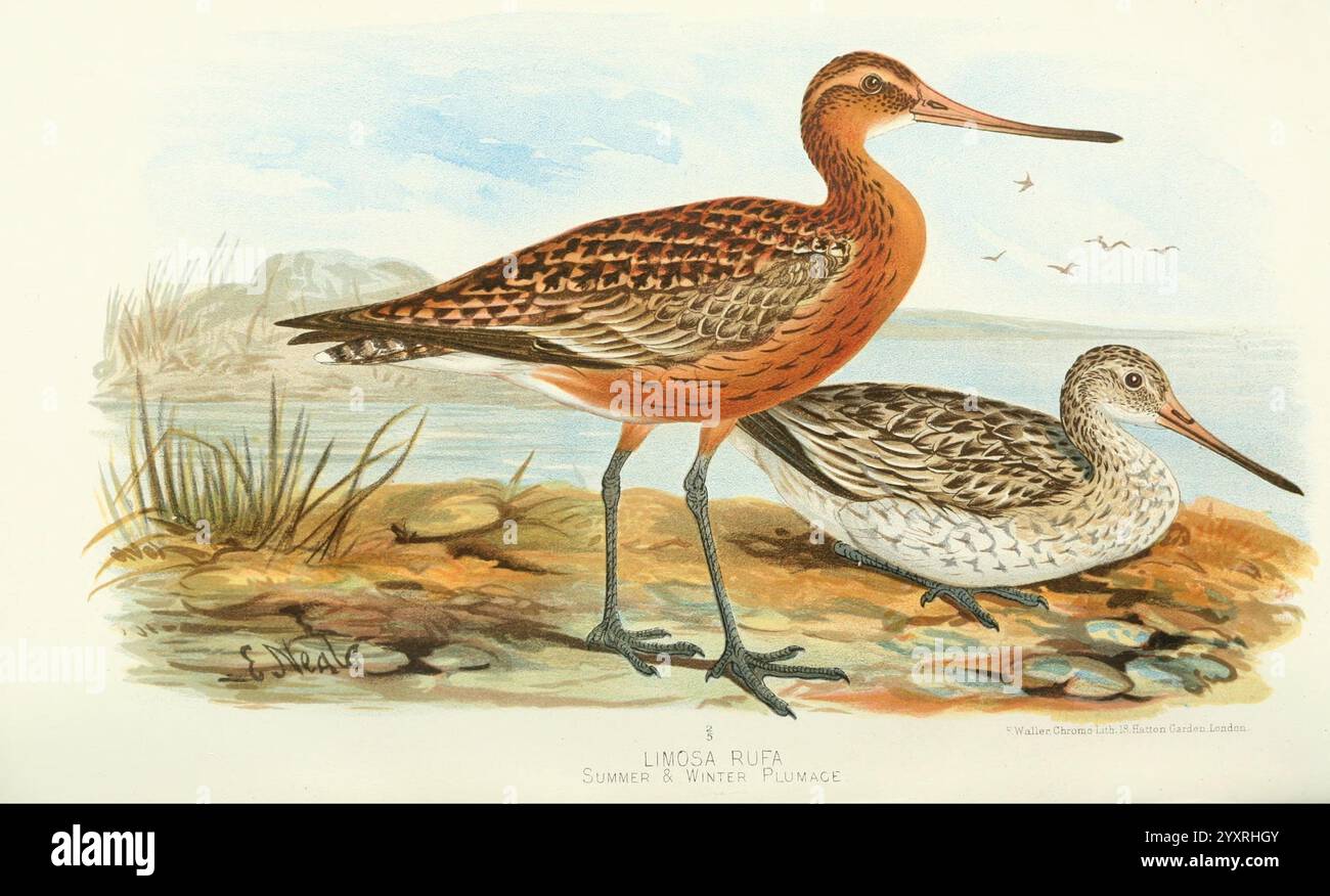 Exhibiting rich feather patterns hi-res stock photography and images ...