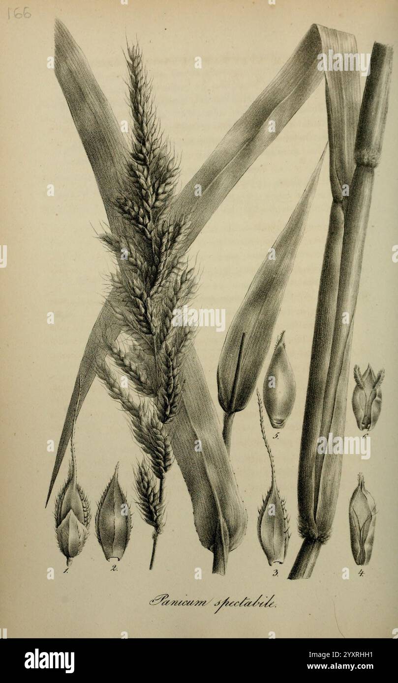 Lush inflorescence displays elongated hi-res stock photography and ...