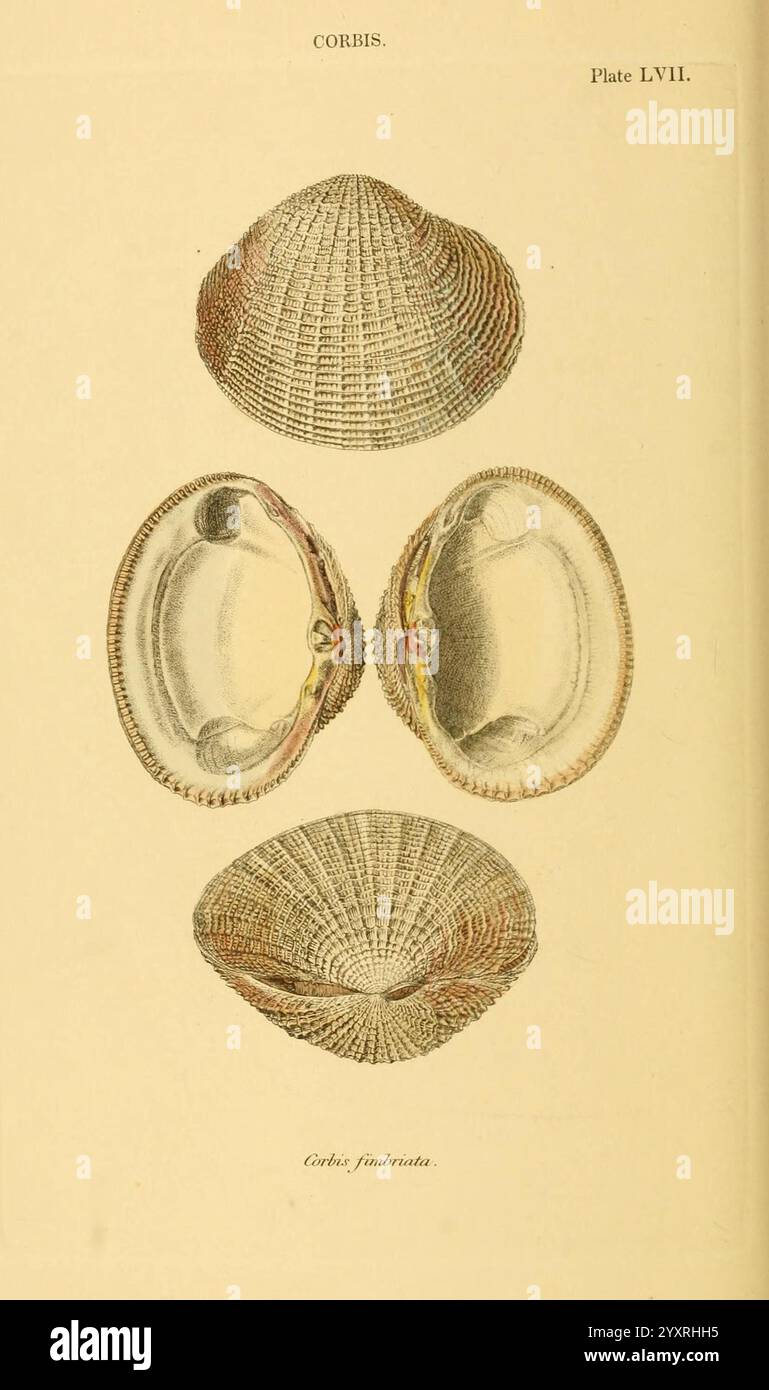 Conchologia systematica, or Complete system of conchology, London ...