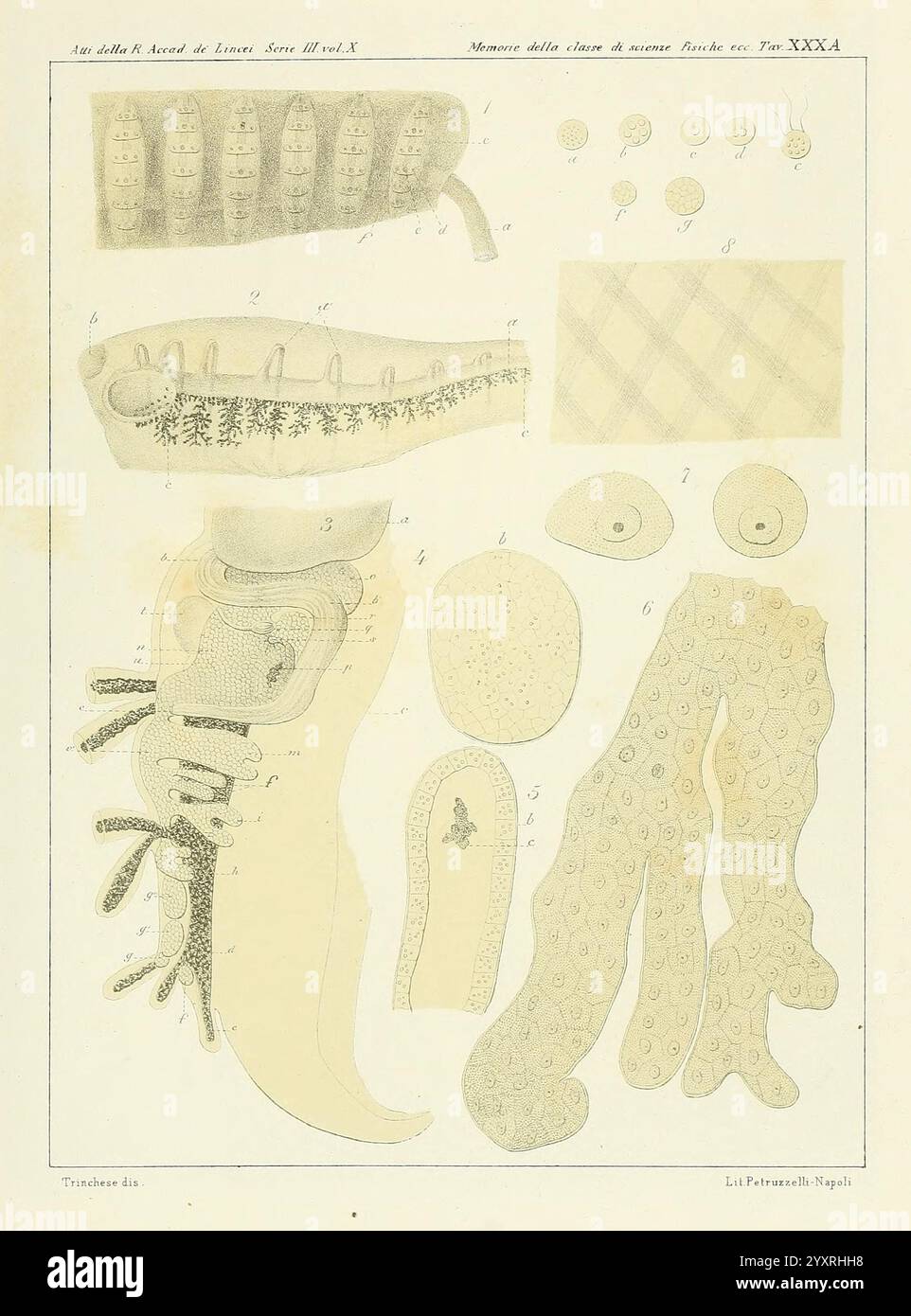 Representing cellular forms hi-res stock photography and images - Alamy