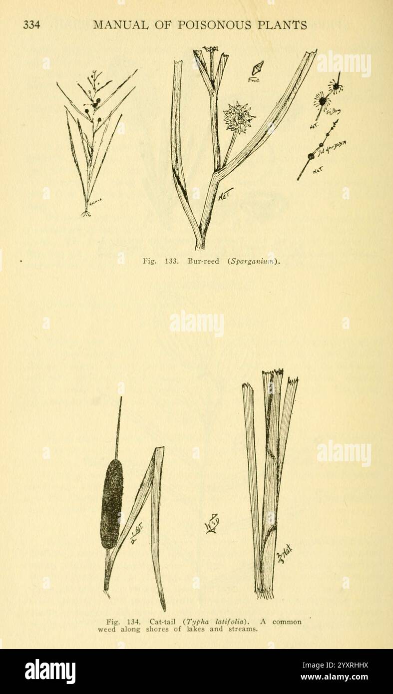Spike resembling hi-res stock photography and images - Alamy