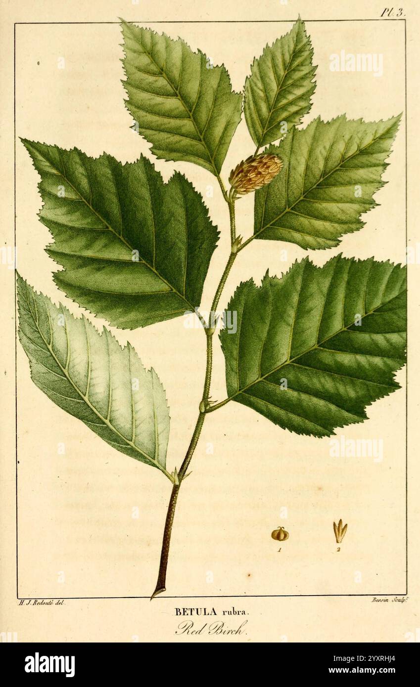 Trees reproduction process hi-res stock photography and images - Alamy