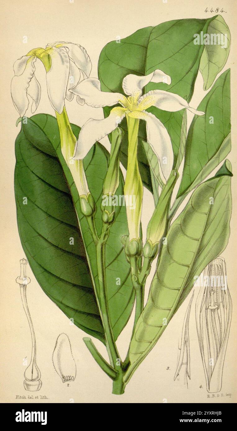 Detailed botanical drawings highlight hi-res stock photography and ...