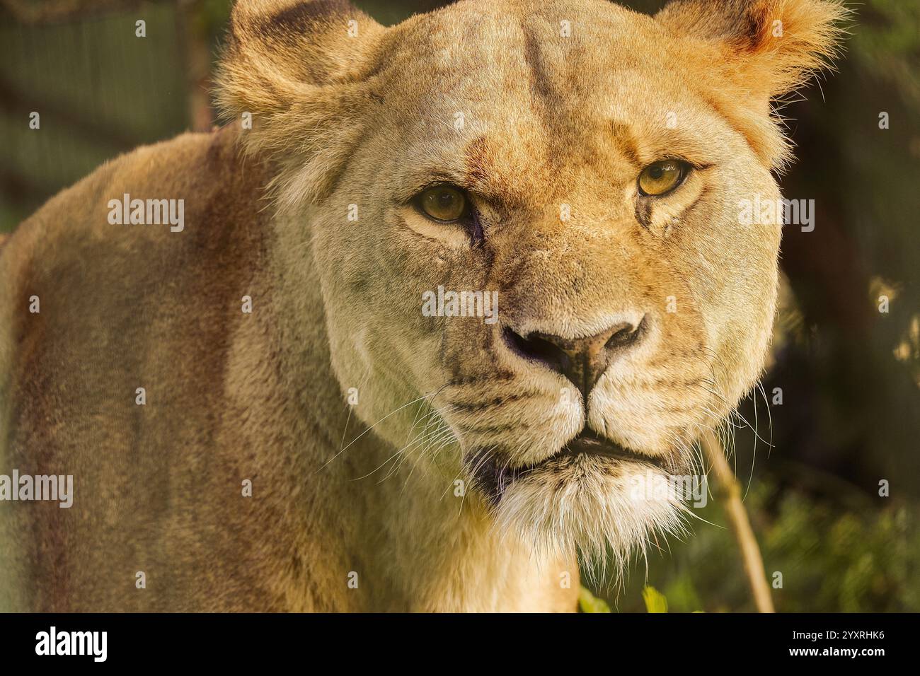 Extreme close up of a female lion with her beady eyes staring at the ...