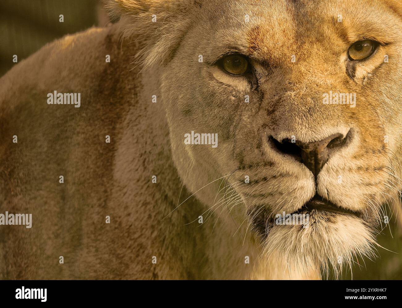 Extreme close up of a female lion with her beady eyes staring at the ...