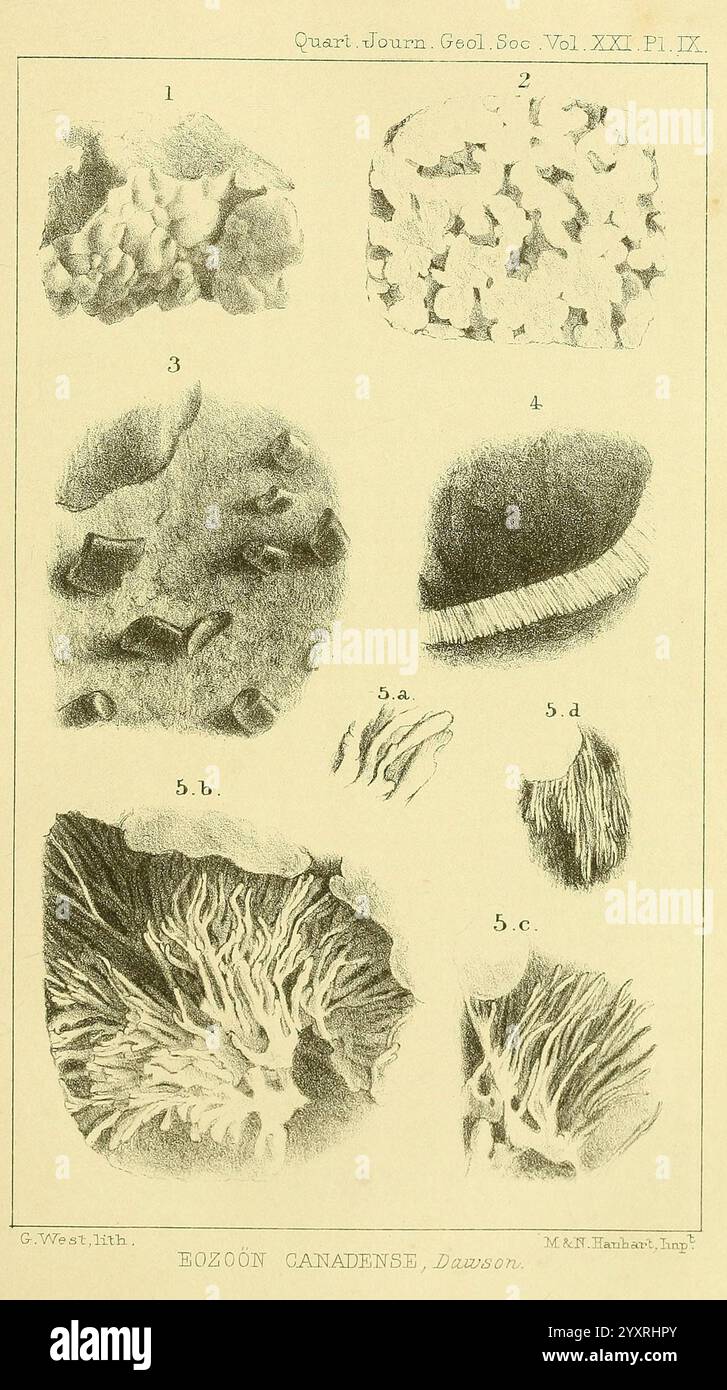 Labeled section showcases unique forms hi-res stock photography and ...