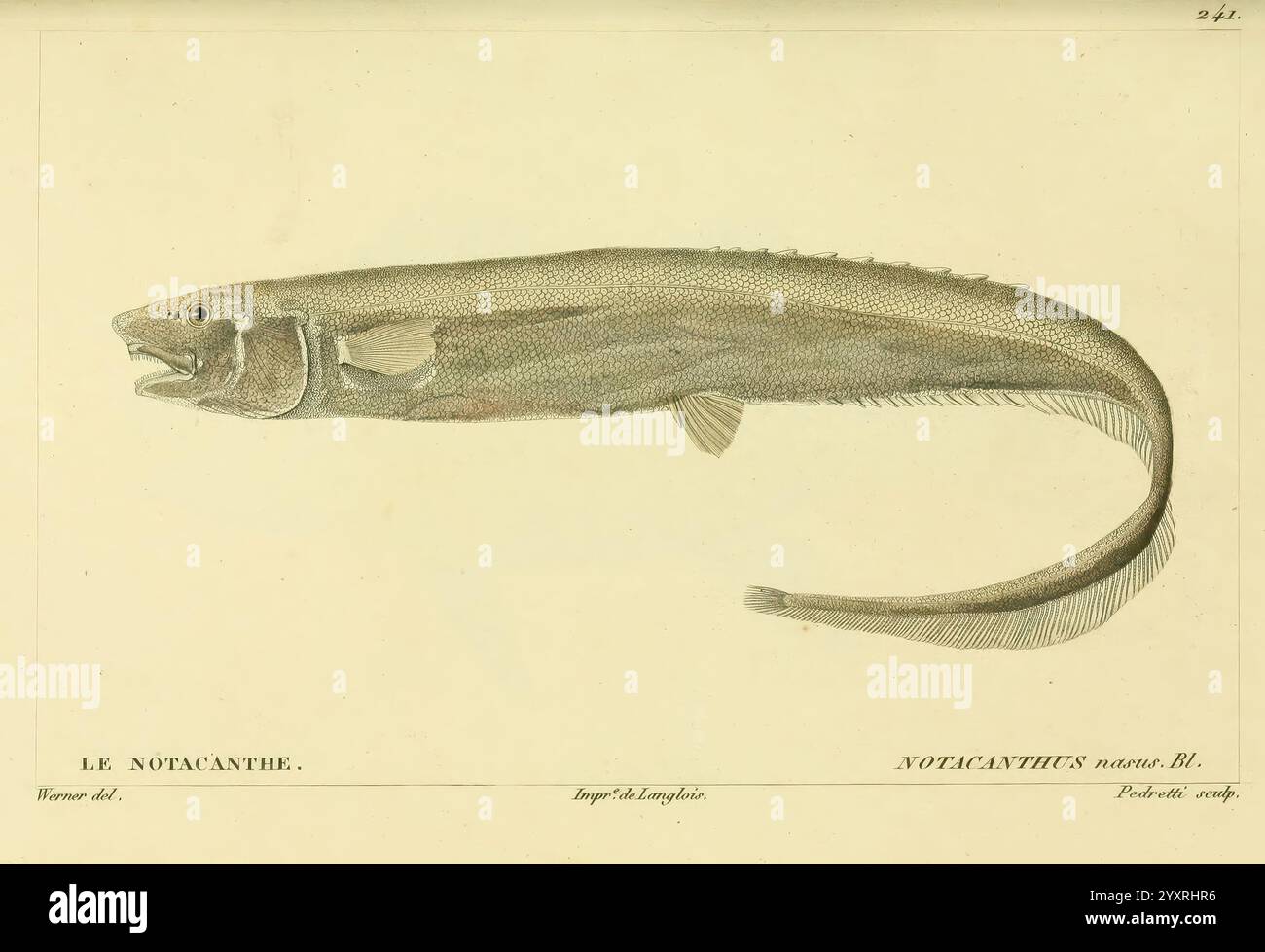 Fishs streamlined form hi-res stock photography and images - Alamy