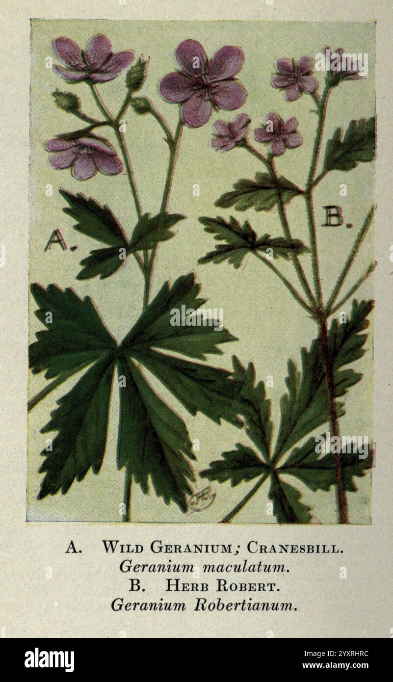 Plant specimens labeled hi-res stock photography and images - Alamy