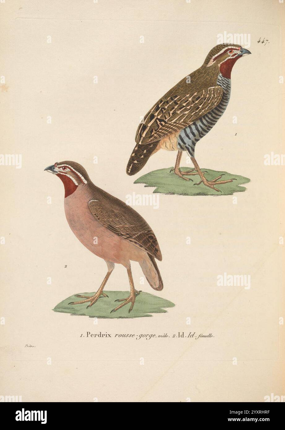 Nouveau recueil de planches coloriées d'oiseaux, A Strasbourg, Chez L ...