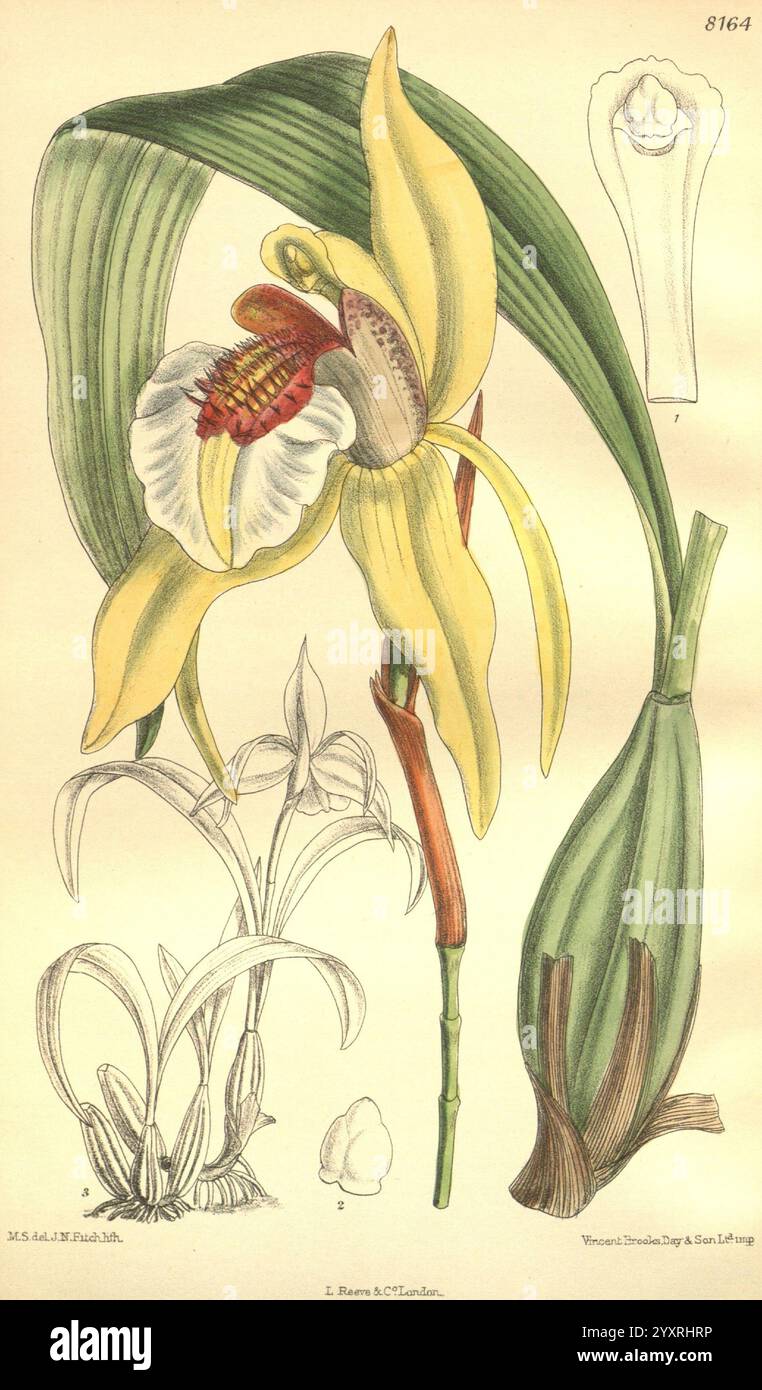 Curtis's Botanical Magazine, London, New York, botany, periodicals ...