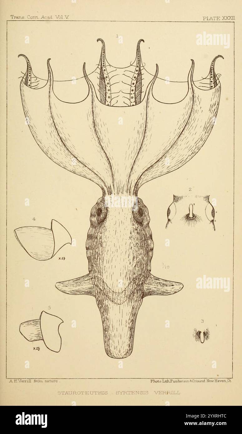 The Cephalopods of the North-Eastern Coast of America, New Haven, Conn ...