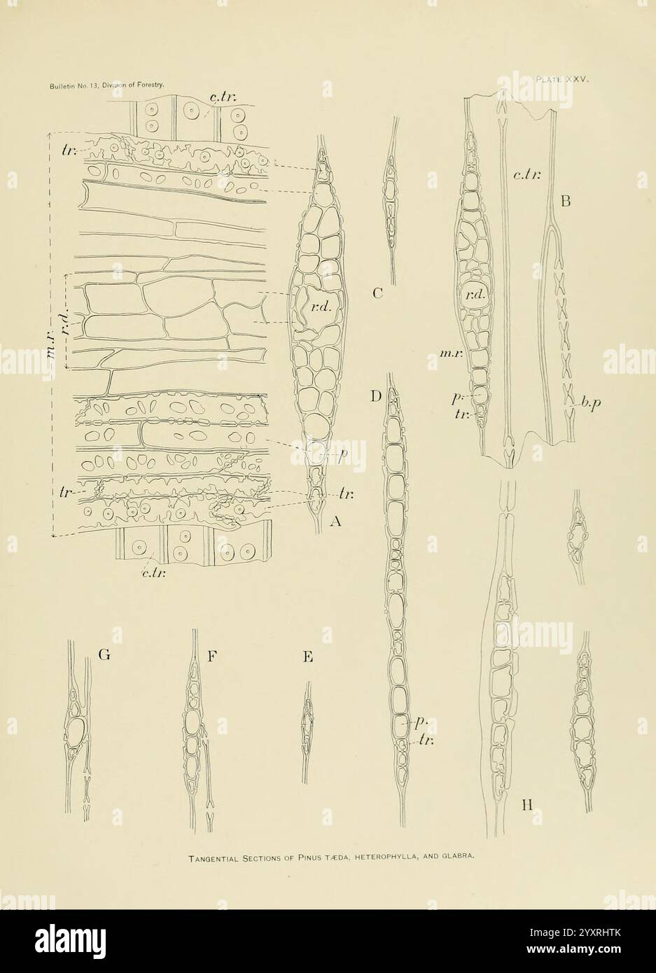 The timber pines of the southern United States, Washington, Govt. Print ...