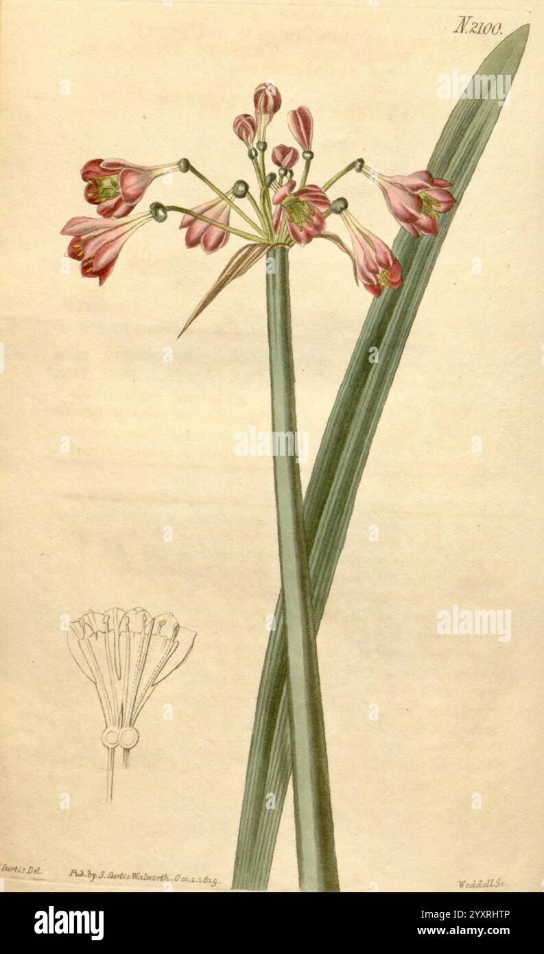 Plants ornamental curtis australia calostemma purpureum taxonomy hi-res ...