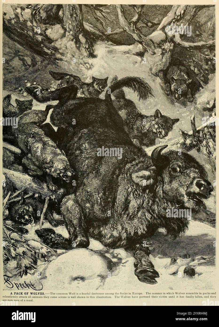 Poised stances hi-res stock photography and images - Alamy