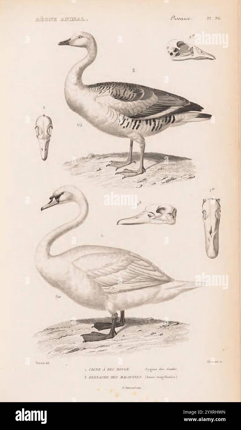 Swan depicted hi-res stock photography and images - Alamy