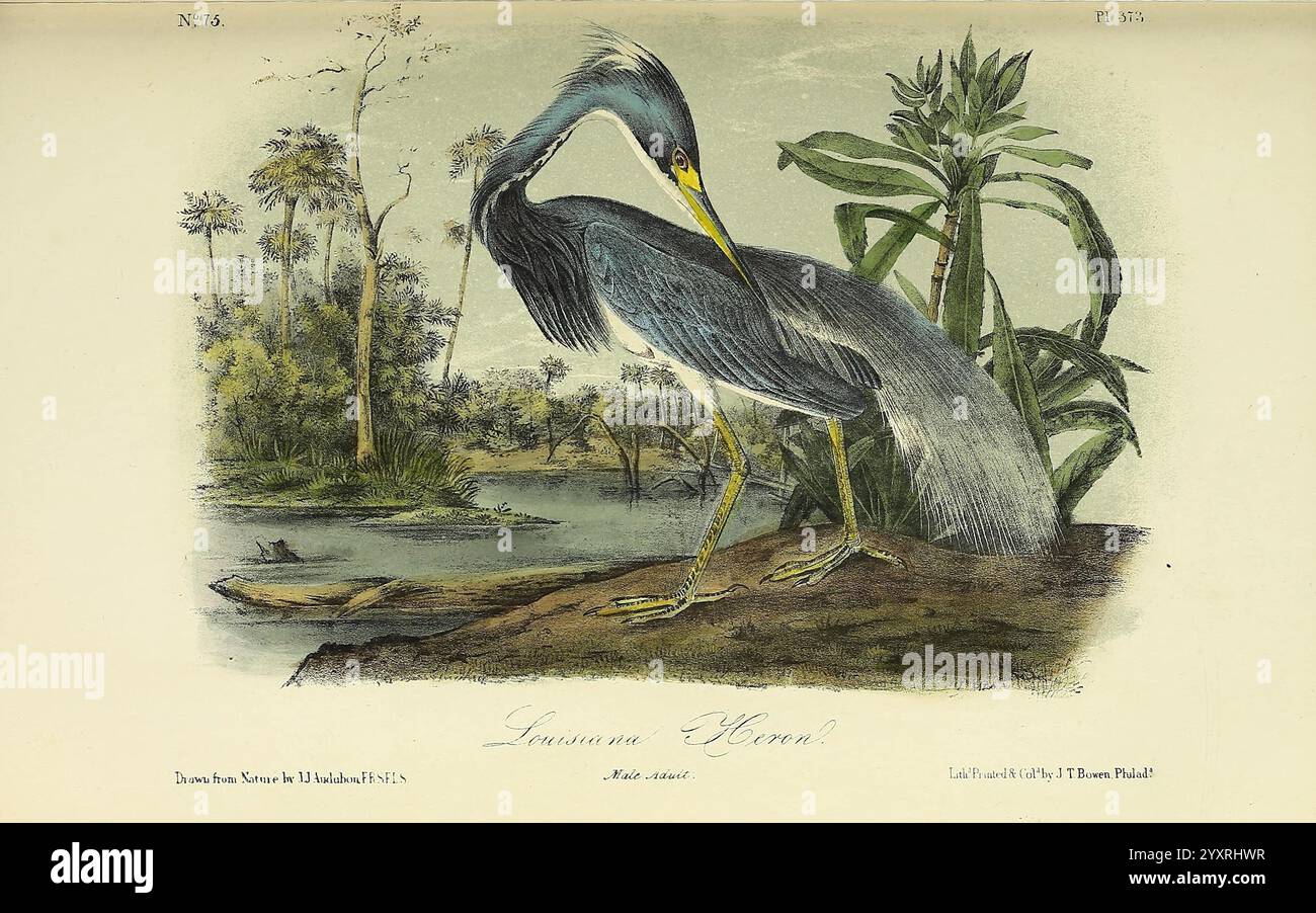 Herons plumage features hi-res stock photography and images - Alamy