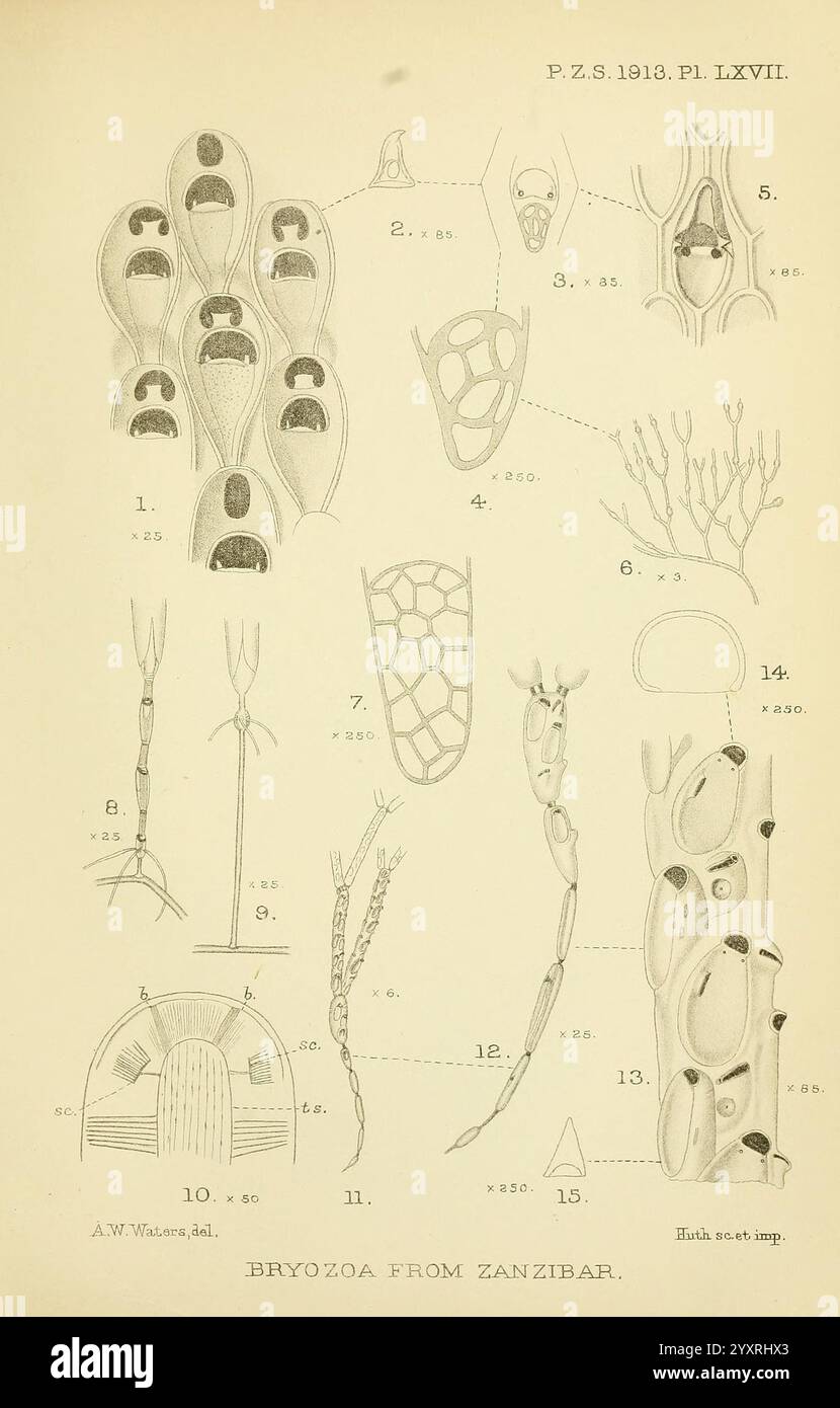 Detailed depictions of various morphological components hi-res stock ...