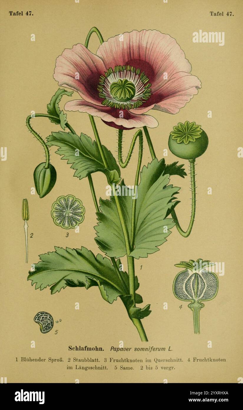 Meticulous botanical labels hi-res stock photography and images - Alamy