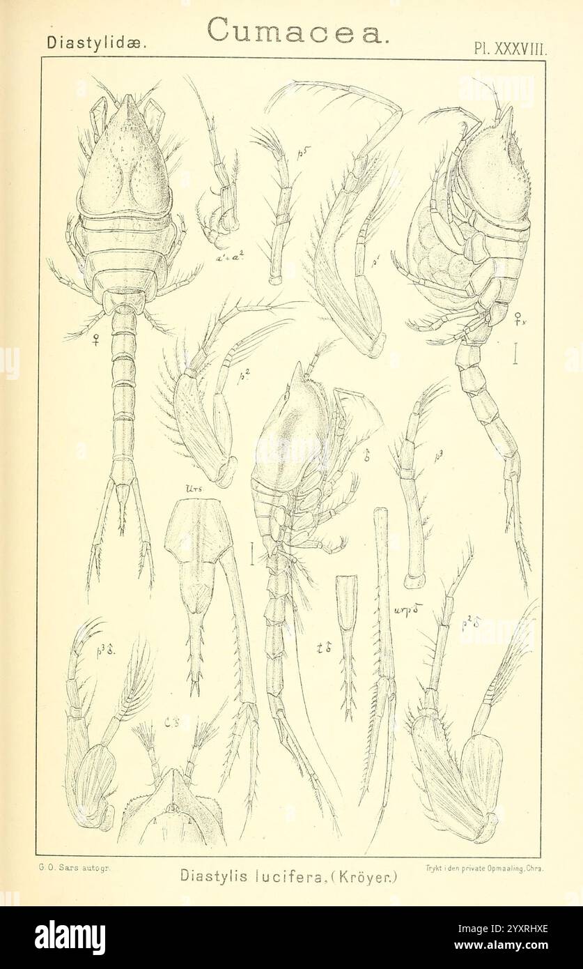 Species diastylis lucifera hi-res stock photography and images - Alamy