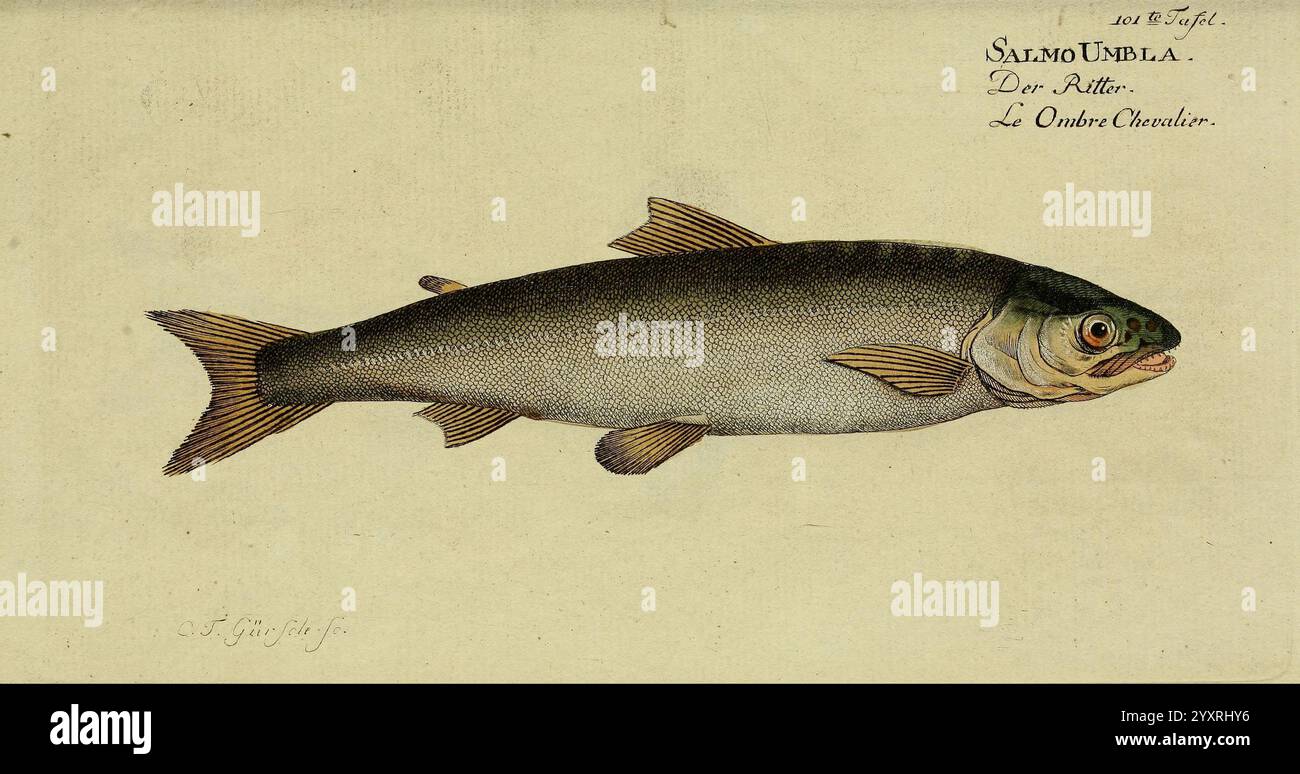 Fishs anatomy hi-res stock photography and images - Alamy