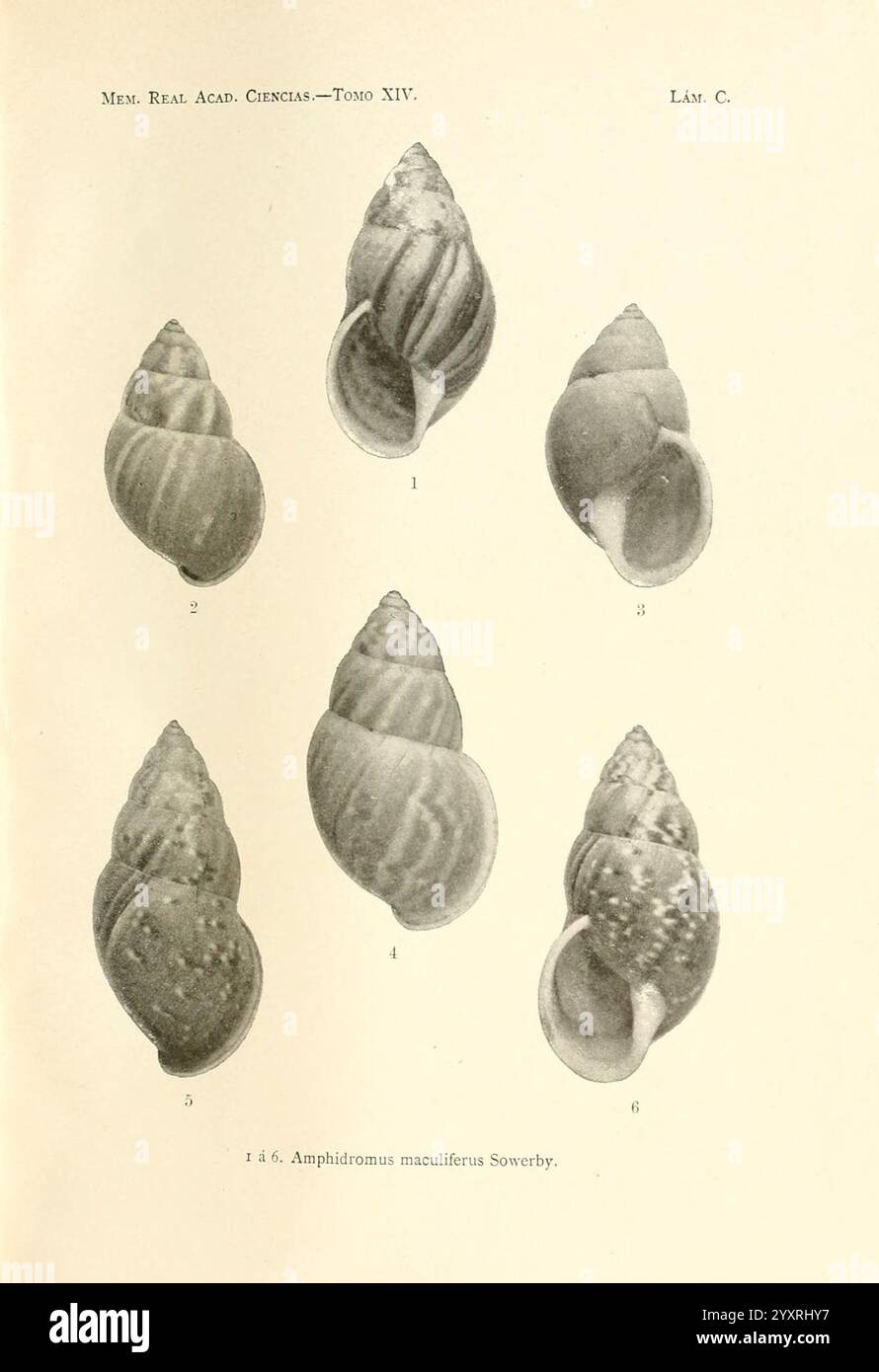 Six distinct sea shells hi-res stock photography and images - Alamy