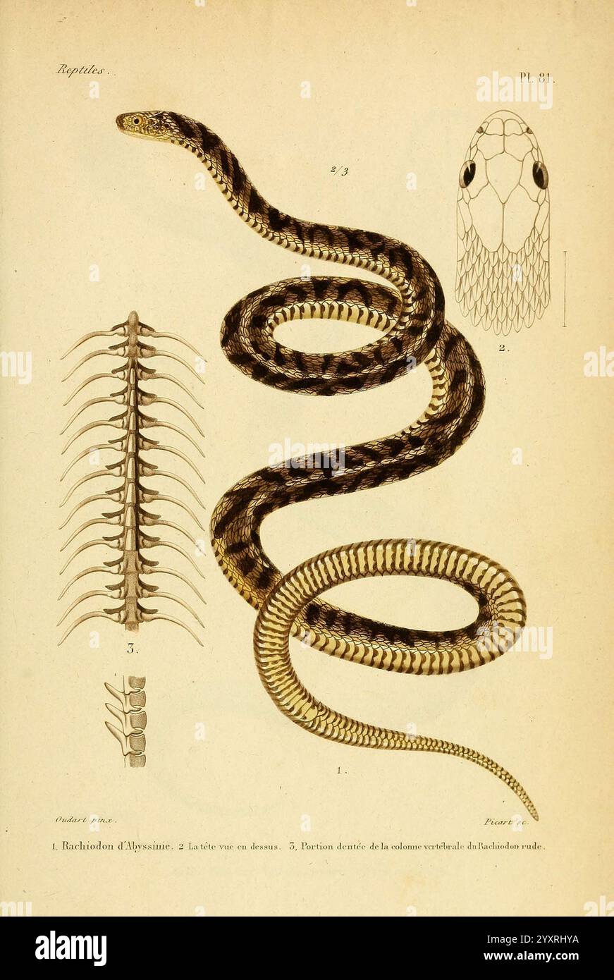 Snakes skeletal structure hi-res stock photography and images - Alamy