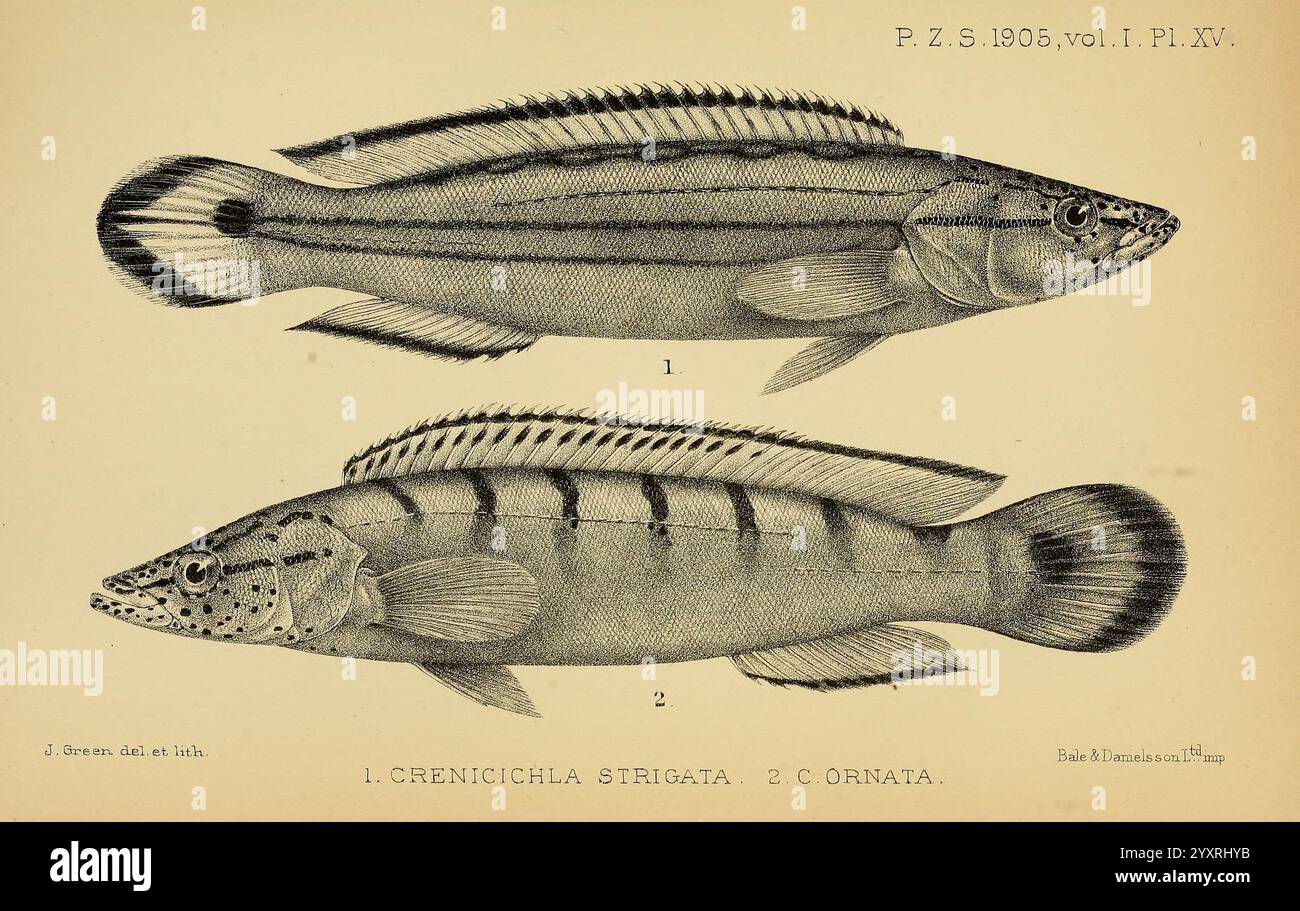 Detailed educational context regarding hi-res stock photography and ...