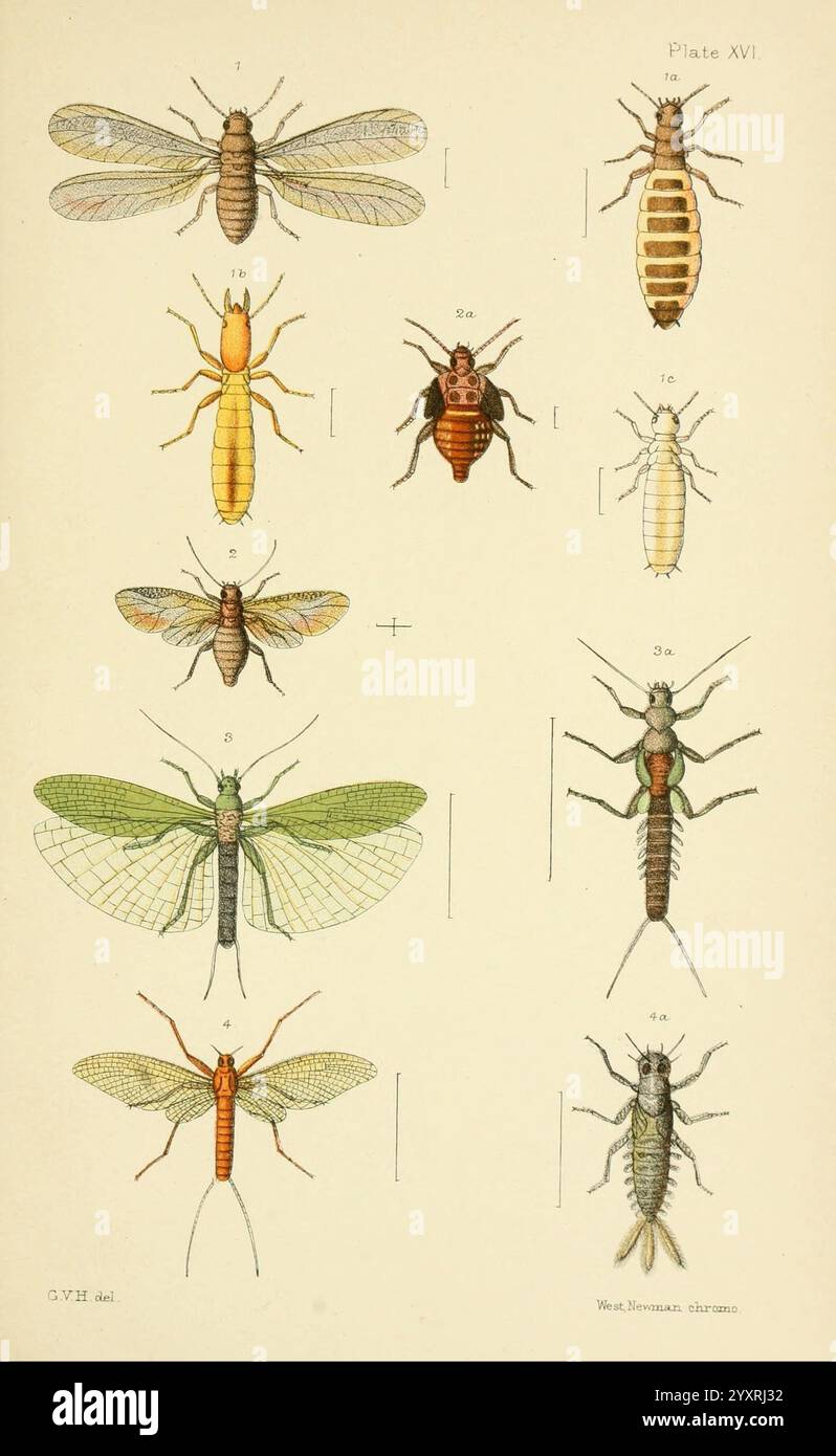 Psocus zealandicus hi-res stock photography and images - Alamy