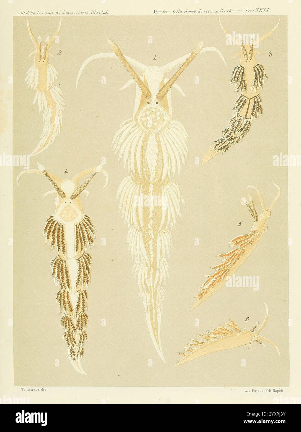 Frilled appendages hi-res stock photography and images - Alamy