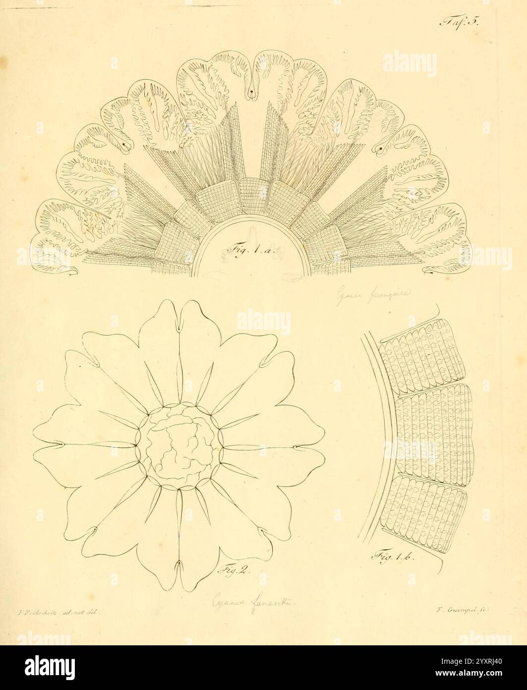System der Acalephen, Berlin, F. Dummler, 1829, Jellyfishes, Scyphozoa ...