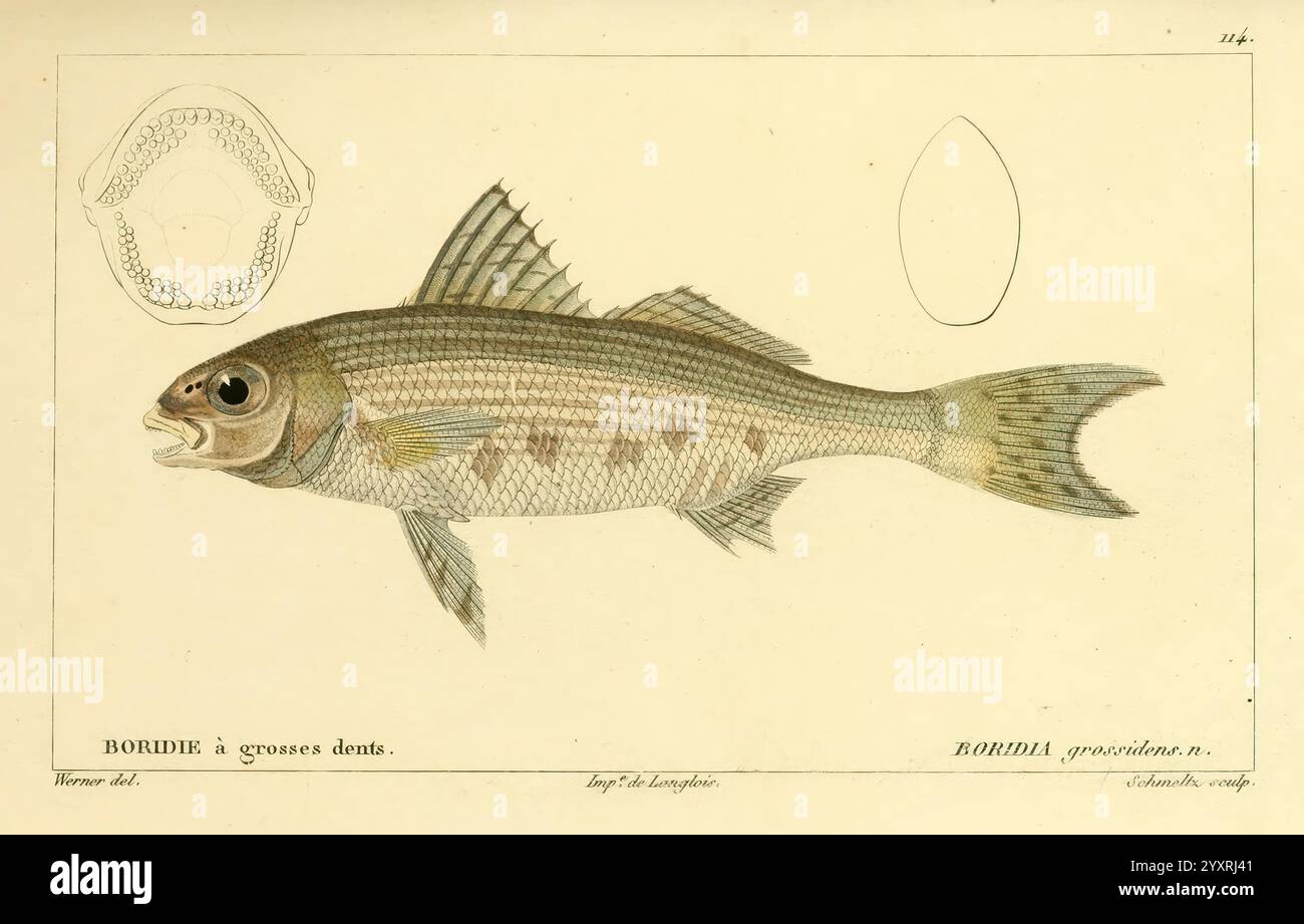 Fishs internal structure hi-res stock photography and images - Alamy