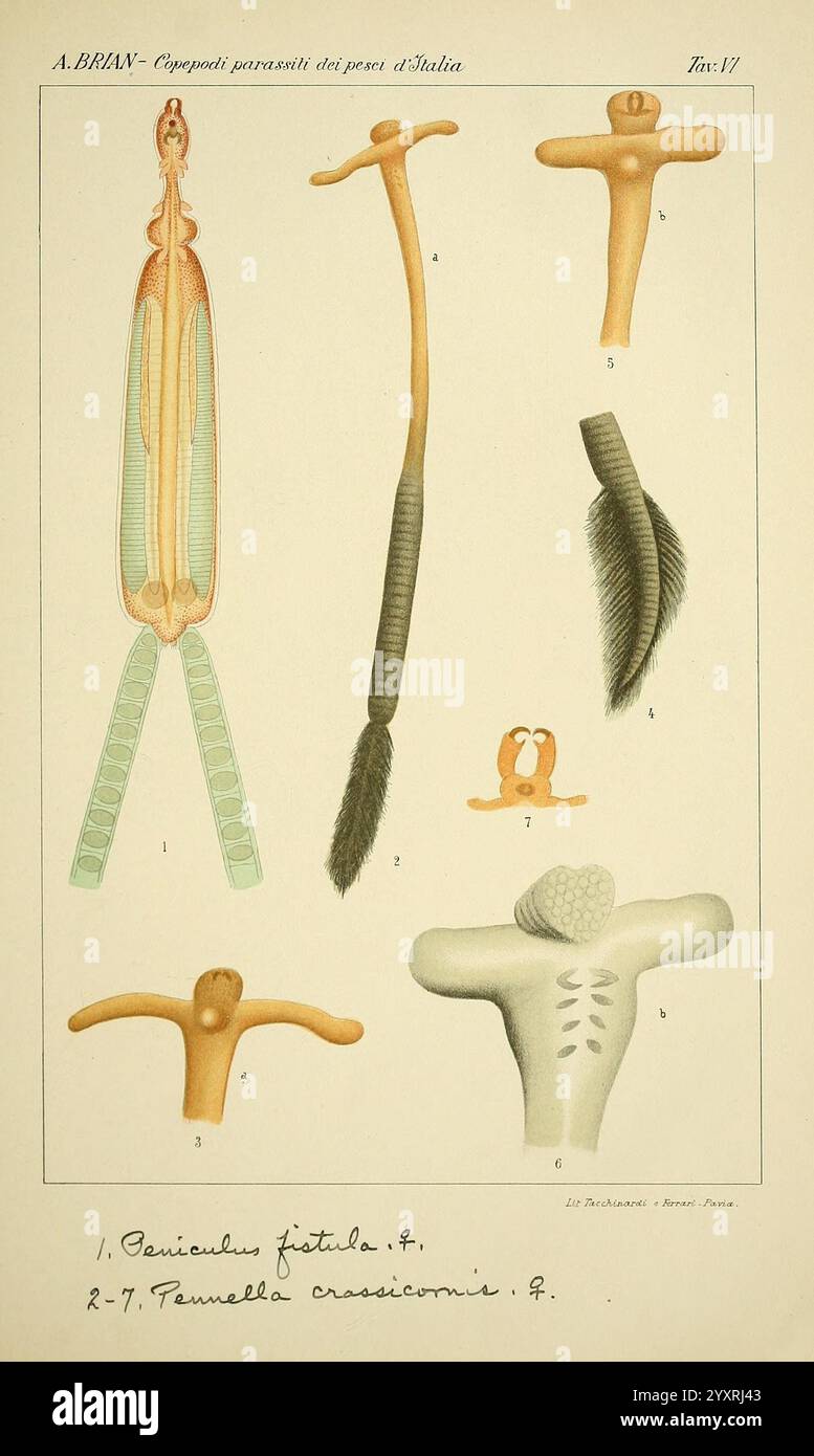 Identify specific specimens hi-res stock photography and images - Alamy