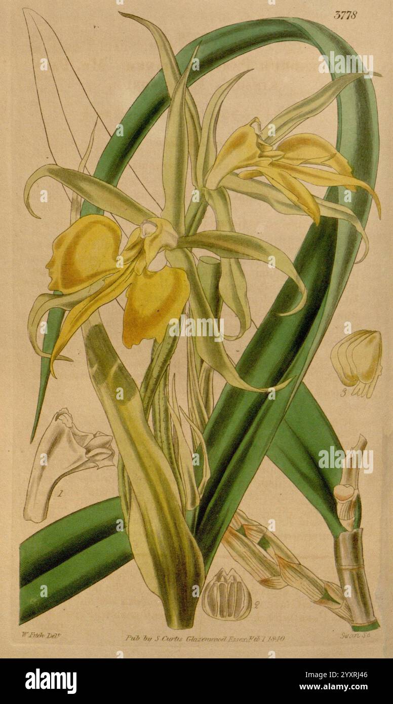 Curtis's Botanical Magazine, London, New York, botany, periodicals ...