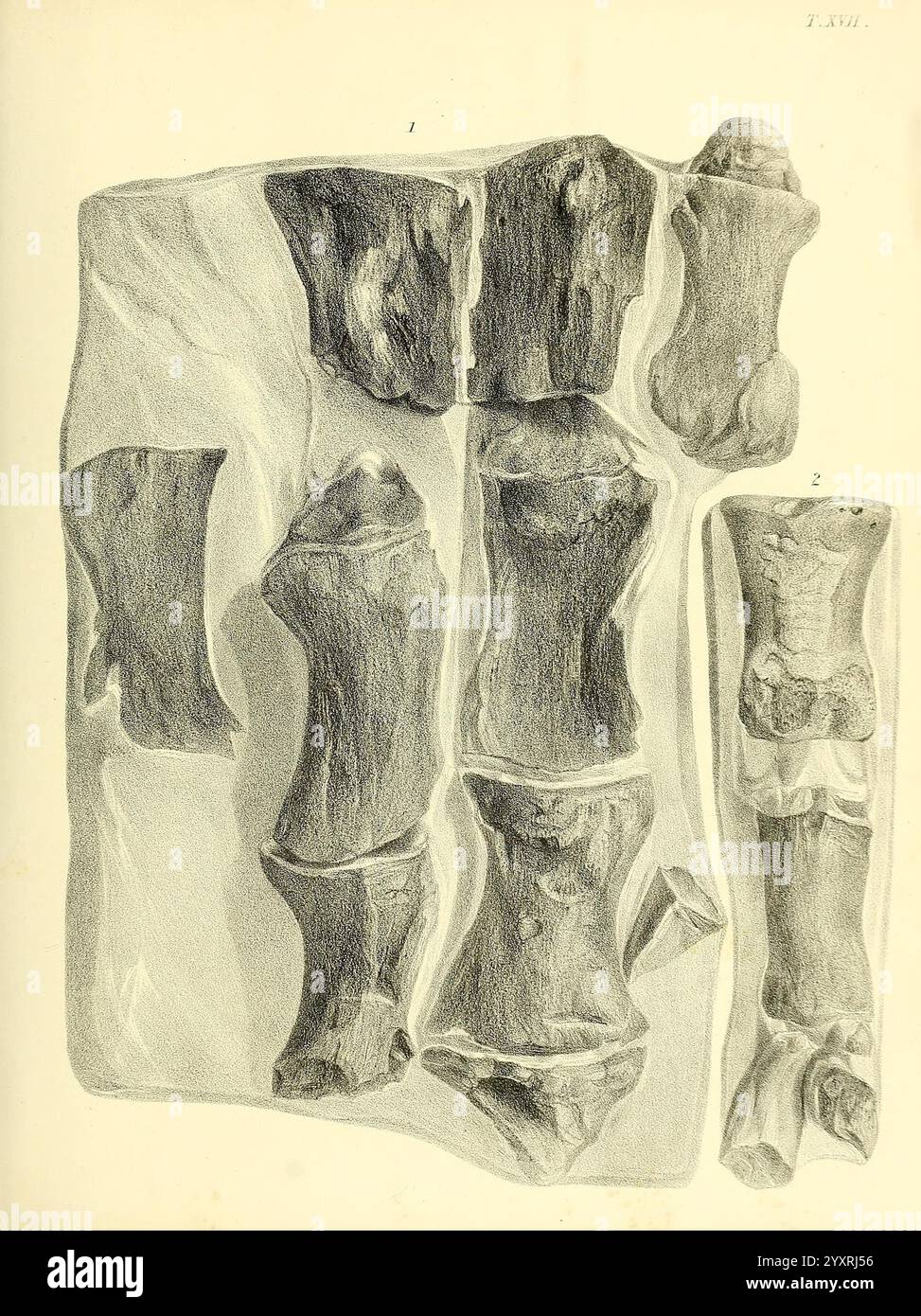 A monograph on the fossil Reptilia of the Cretaceous formations, London ...