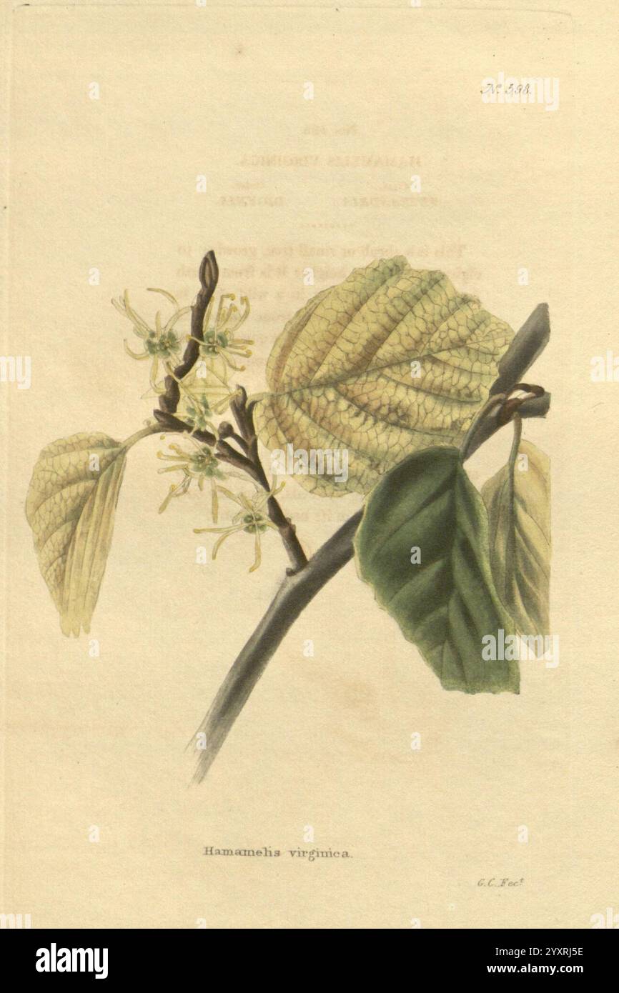 The, botanical, cabinet, London, John, &, Arthur, Arch, 1817-1833, A ...