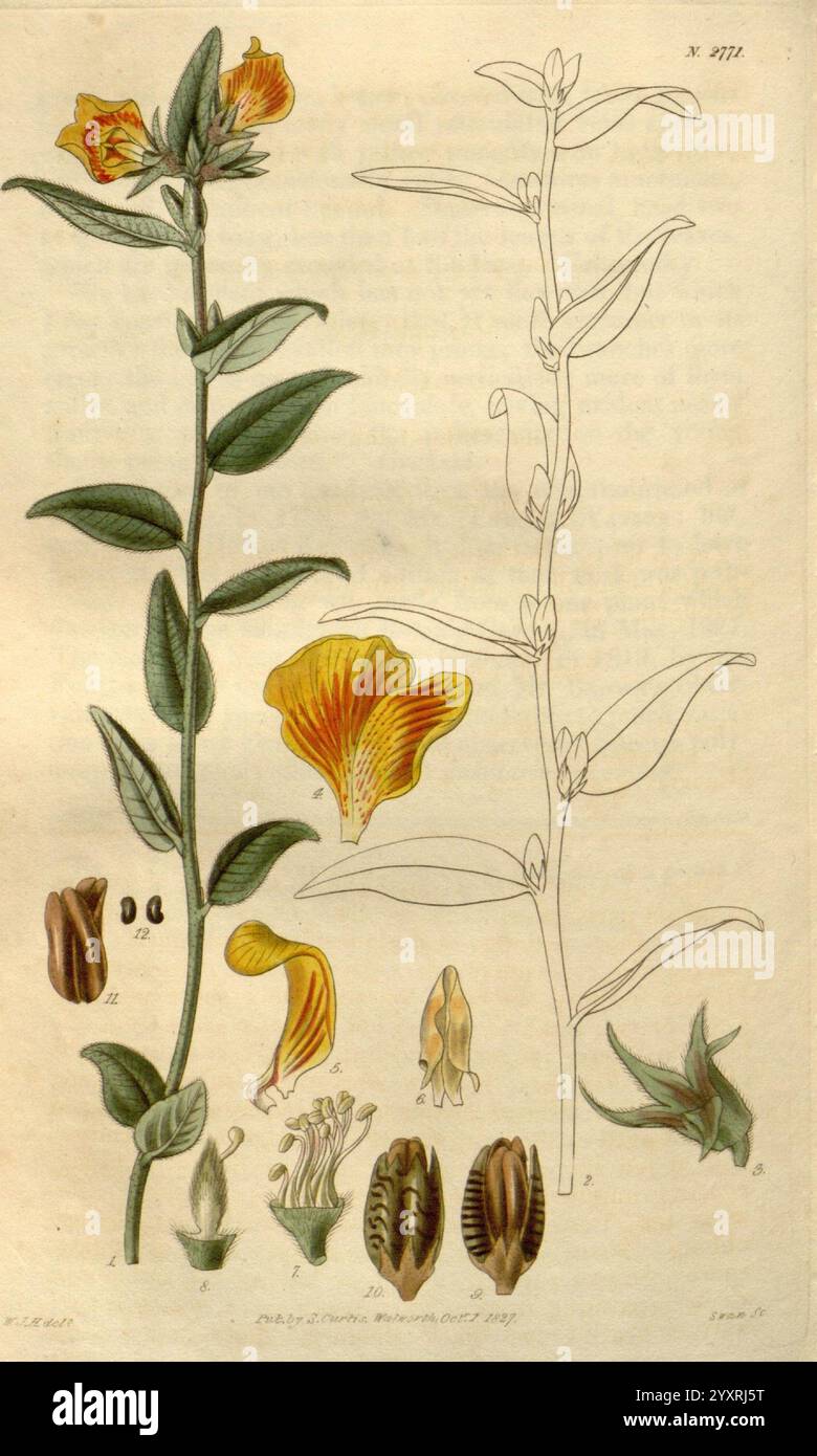 Mirbelia platylobioides hi-res stock photography and images - Alamy