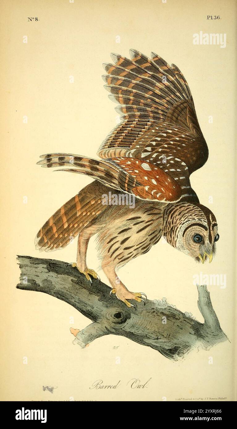 The birds of America, New York, J.B. Chevalier, 1840-1844, birds, owl ...
