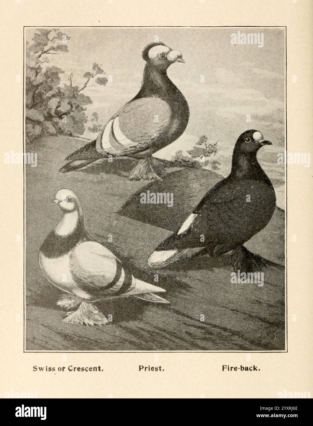 Pigeons and all about them Boston C.E. Twombly [c1898] pigeons Woods ...