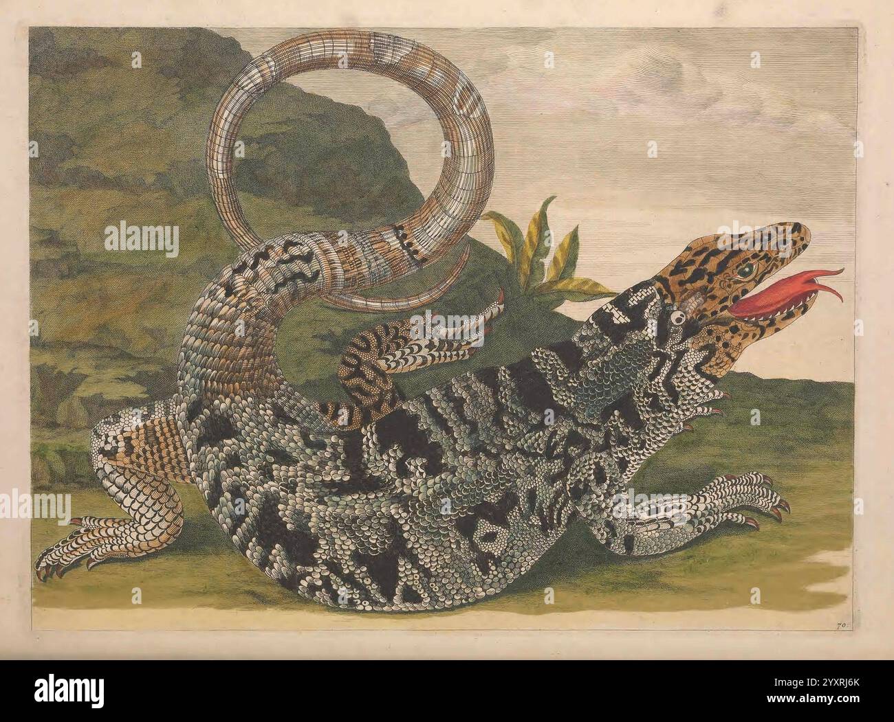 Maria Sybilla Merian, Over de voortteeling en wonderbaerlyke ...