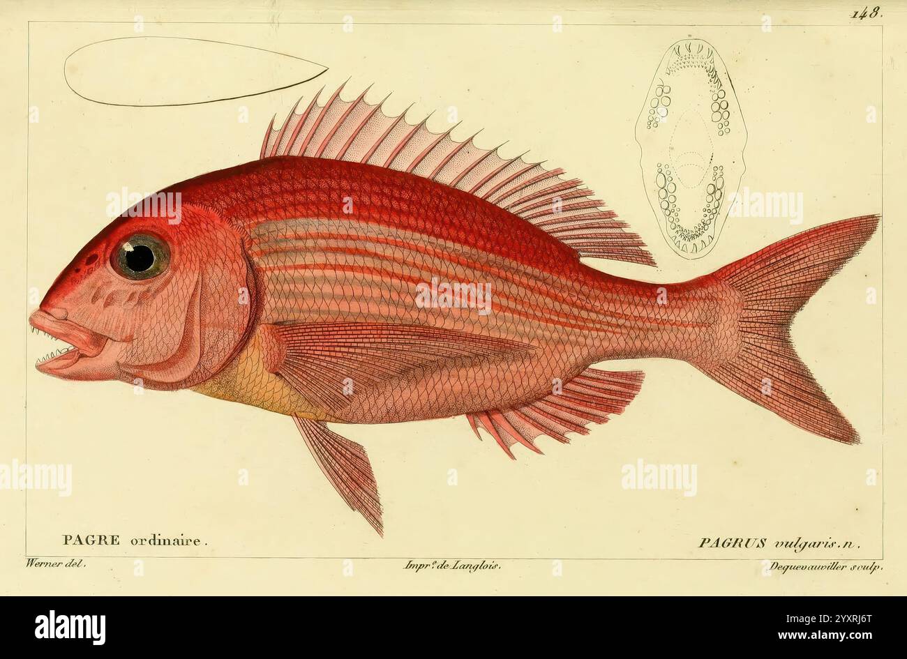 Histoire naturelle des poissons, Paris, Chez F. G. Levrault, 1828-1849 ...