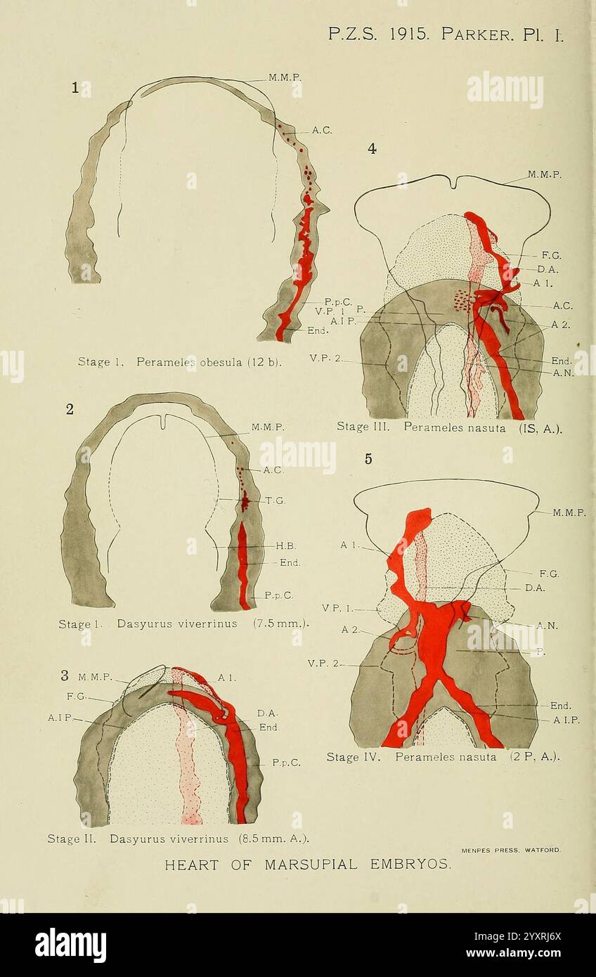 Different marsupial species hi-res stock photography and images - Alamy