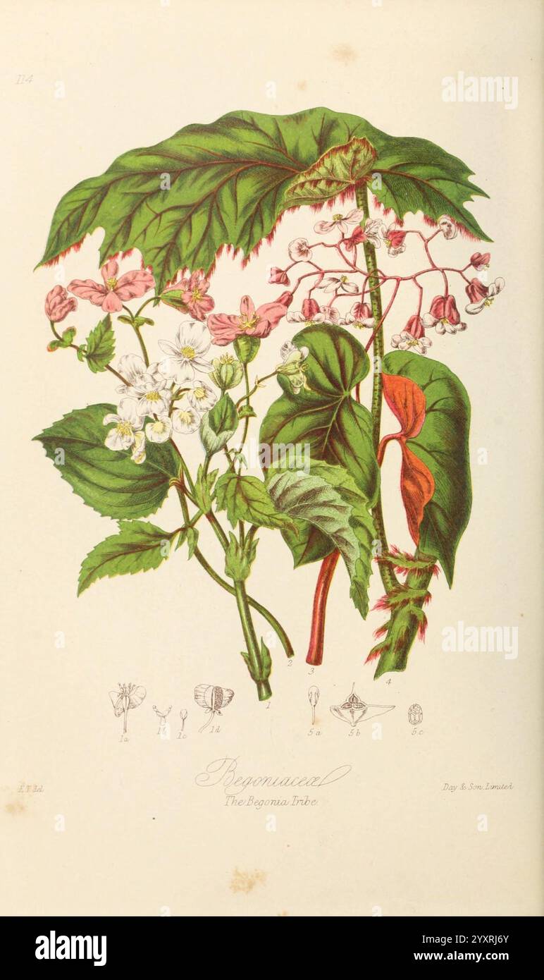 Illustrations of the natural orders of plants with groups and ...