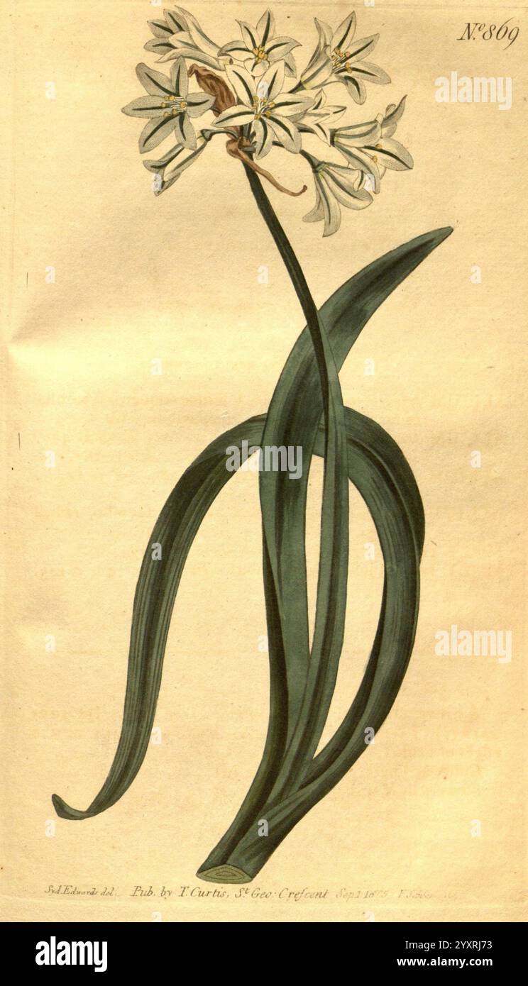 Botany periodicals pictorial works curtis allium triquetrum taxo hi-res ...