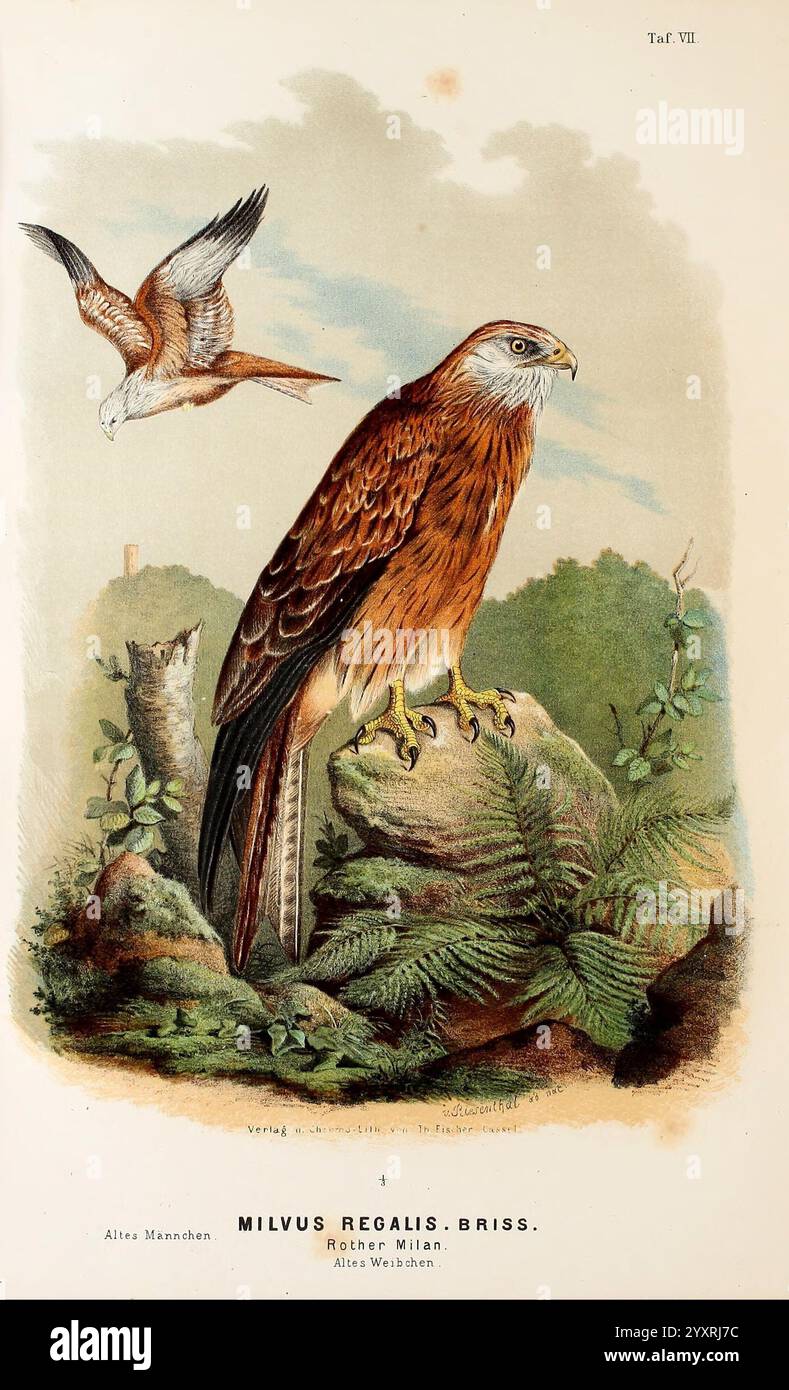 Albin mansheim hi-res stock photography and images - Alamy