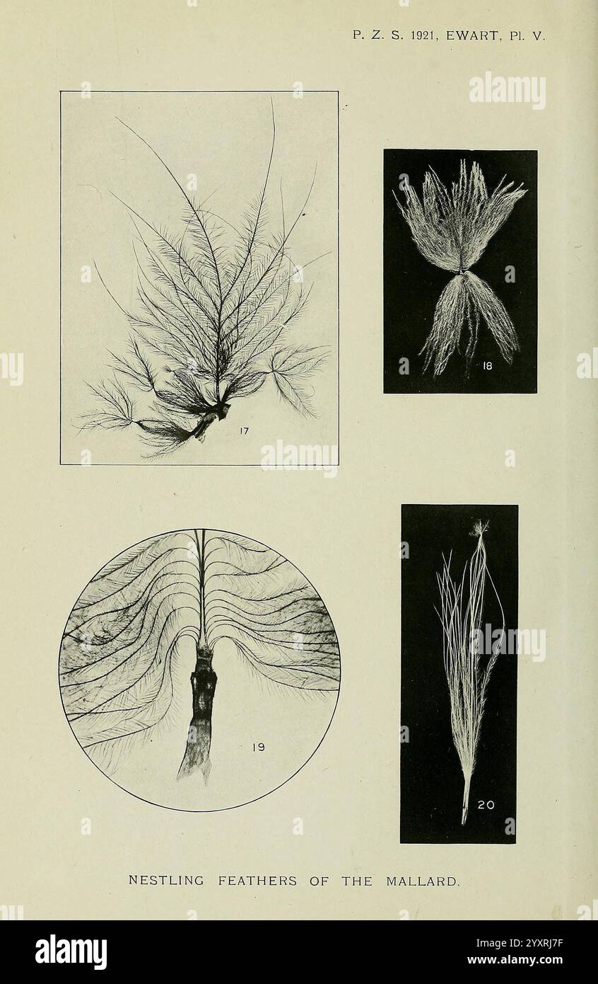 Examination visuals hi-res stock photography and images - Alamy