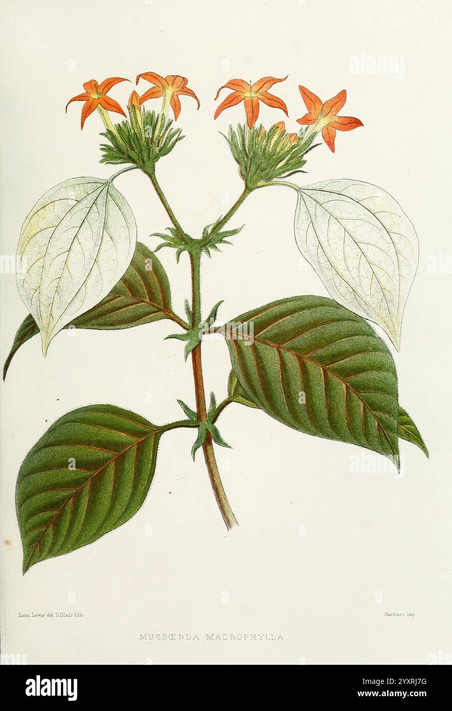 Plant species musanda macrophylla hi-res stock photography and images ...