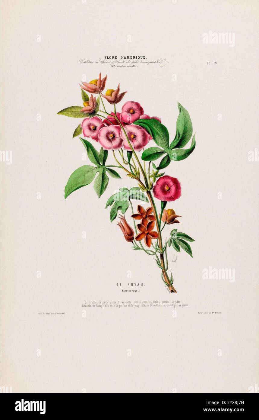 Flore d'Amérique, Paris, Gihaut 1843-1846, America, pictorial works ...