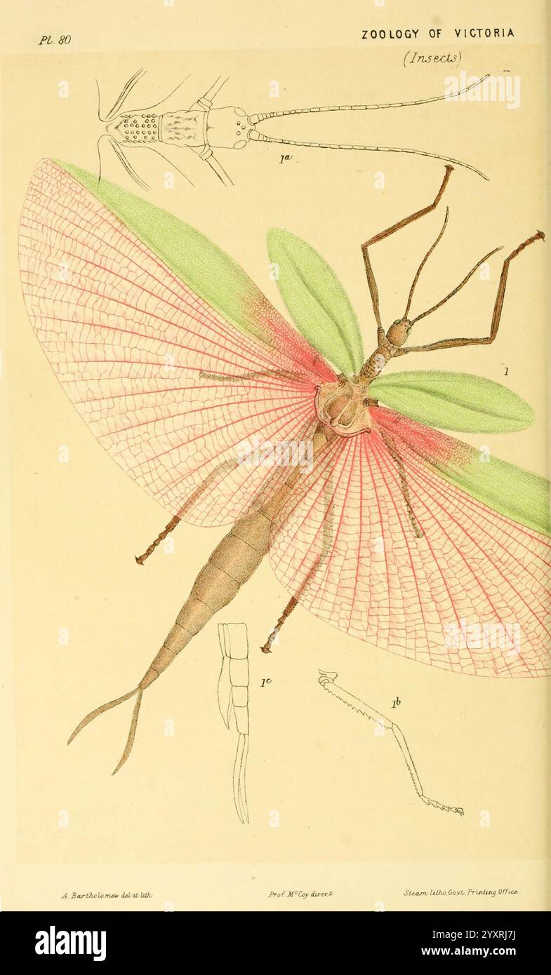 Alongside several labeled diagrams hi-res stock photography and images ...