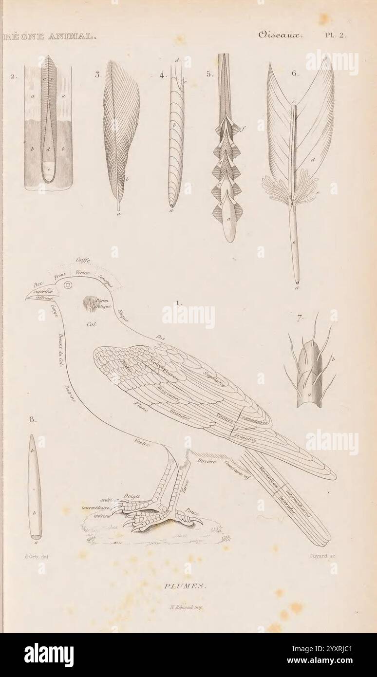 Understanding avian anatomy hi-res stock photography and images - Alamy