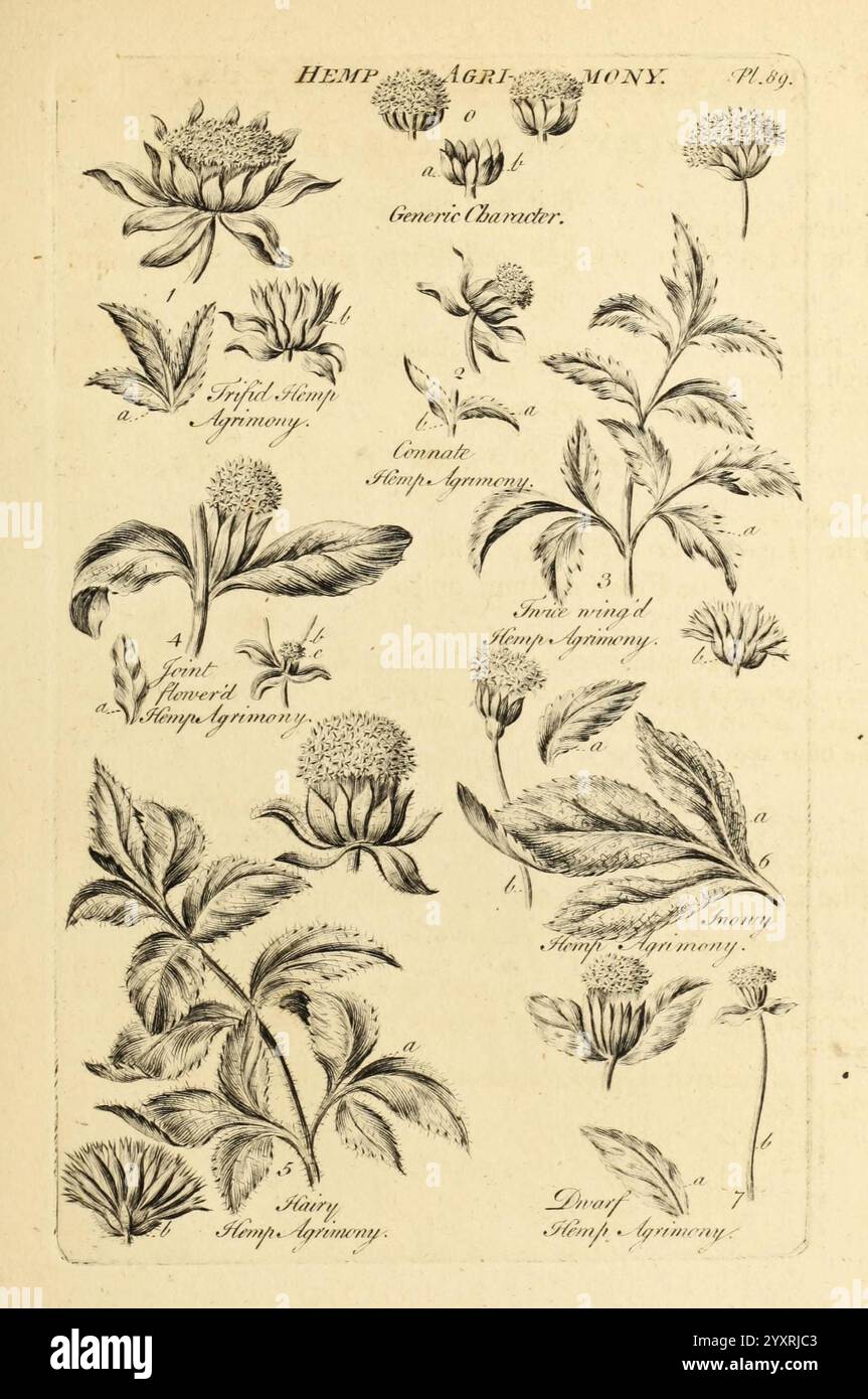 The Vegetable System, London, 1759-1763, Botany, Pictorial Works, The ...
